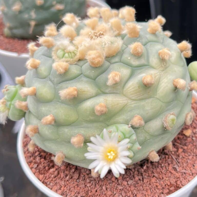 6 Types Of Lophophora Pictorial Guide