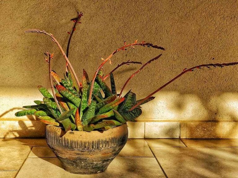 30 Types Of Popular Gasteria Pictorial Guide