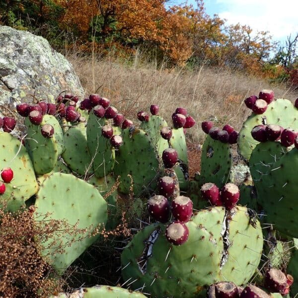 30 Types Of Popular Opuntia Pictorial Guide