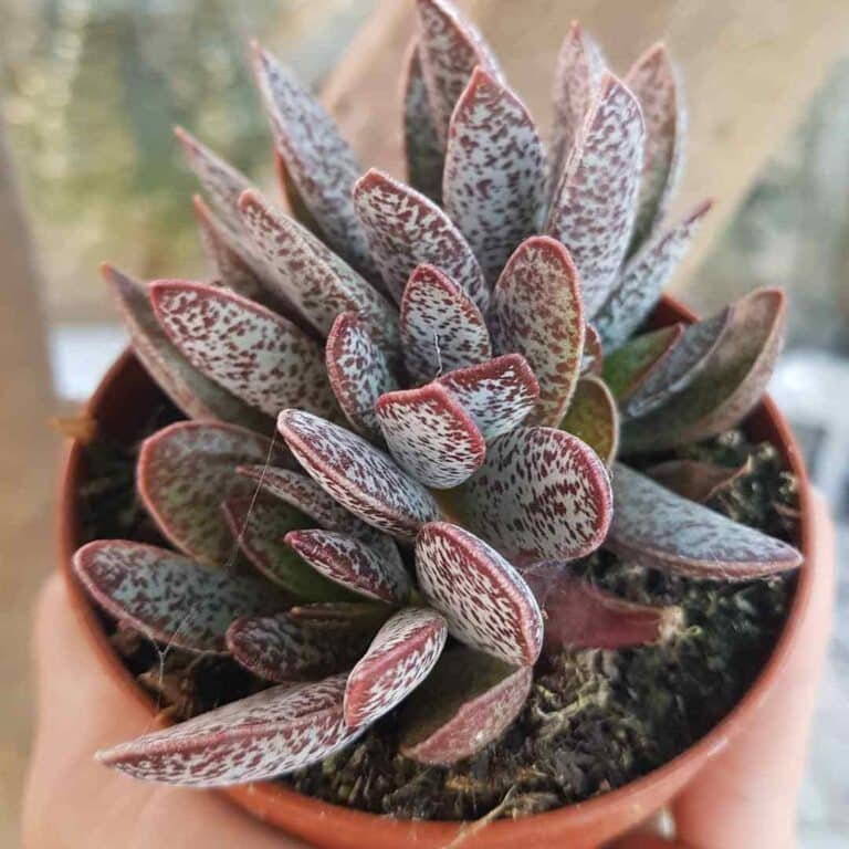 28 Types Of Popular Adromischus Pictorial Guide