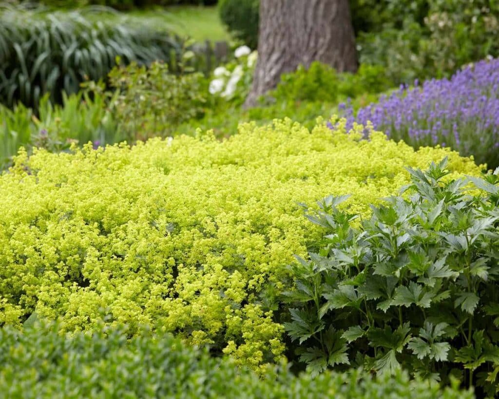 30 Types Of Alchemilla Pictorial Guide