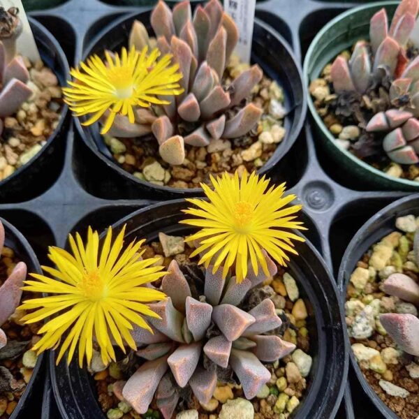 16 Types Of Aloinopsis Pictorial Guide