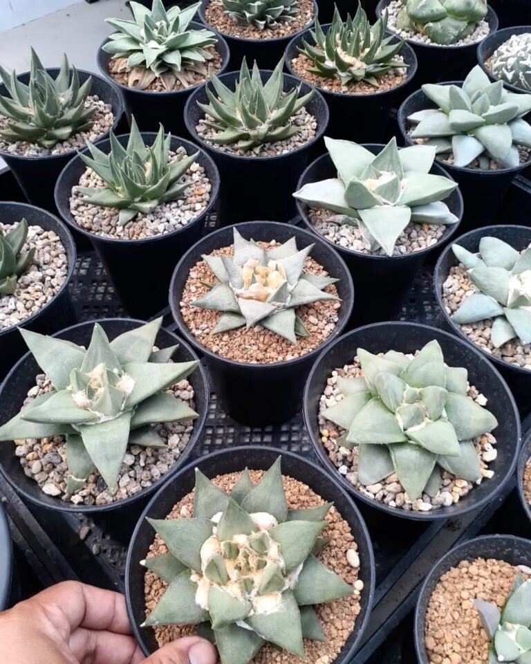 30 Types Of Popular Ariocarpus Pictorial Guide
