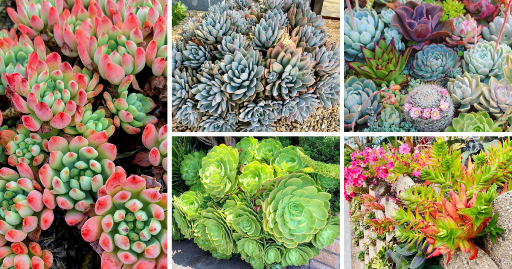 20 Beautiful Succulent Displays For Outdoor Landscaping