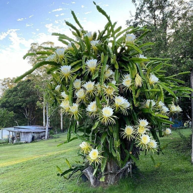 14 Types Of Popular Hylocereus Pictorial Guide