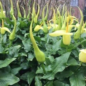 24 Types Of Popular Arum Pictorial Guide