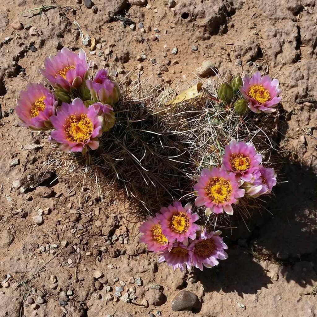 18 Types Of Popular Sclerocactus Pictorial Guide