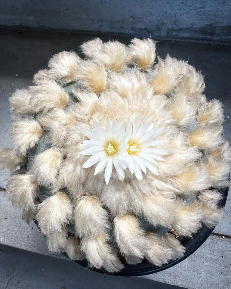 6 Types Of Lophophora Pictorial Guide