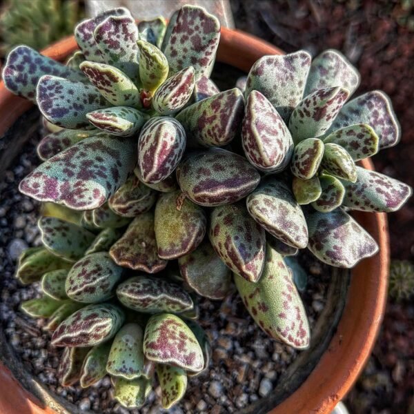 28 Types Of Popular Adromischus Pictorial Guide