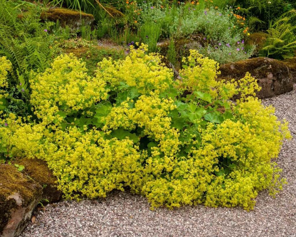 30 Types Of Alchemilla Pictorial Guide