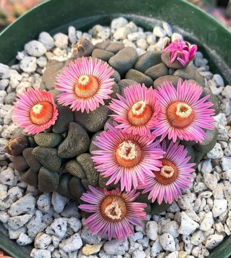 16 Types Of Aloinopsis Pictorial Guide