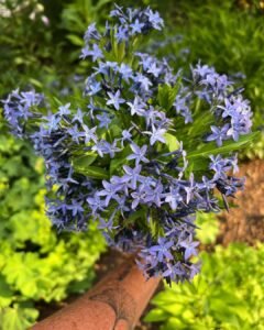 12 Types Of Popular Amsonia Pictorial Guide
