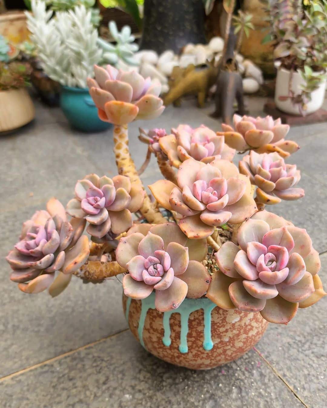 30 Types Of Popular Graptoveria Succulent Pictorial Guide