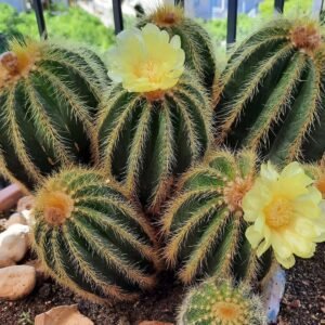30 Types Of Popular Parodia Pictorial Guide