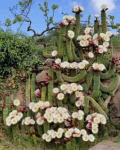 43 Types Of Popular Trichocereus Pictorial Guide