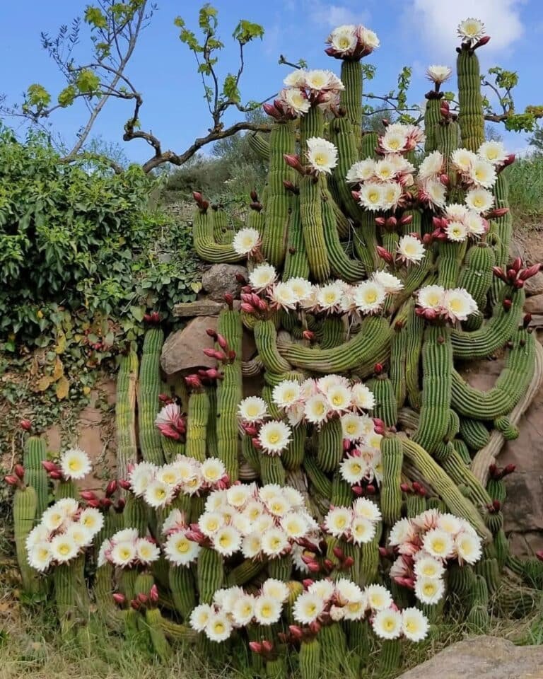 43 Types Of Popular Trichocereus Pictorial Guide