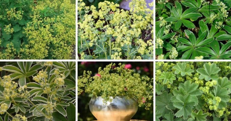 30 Types Of Alchemilla Pictorial Guide