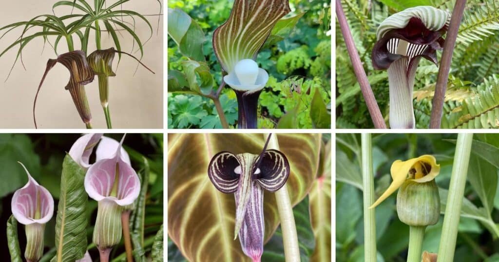 30 Types Of Popular Arisaema Pictorial Guide