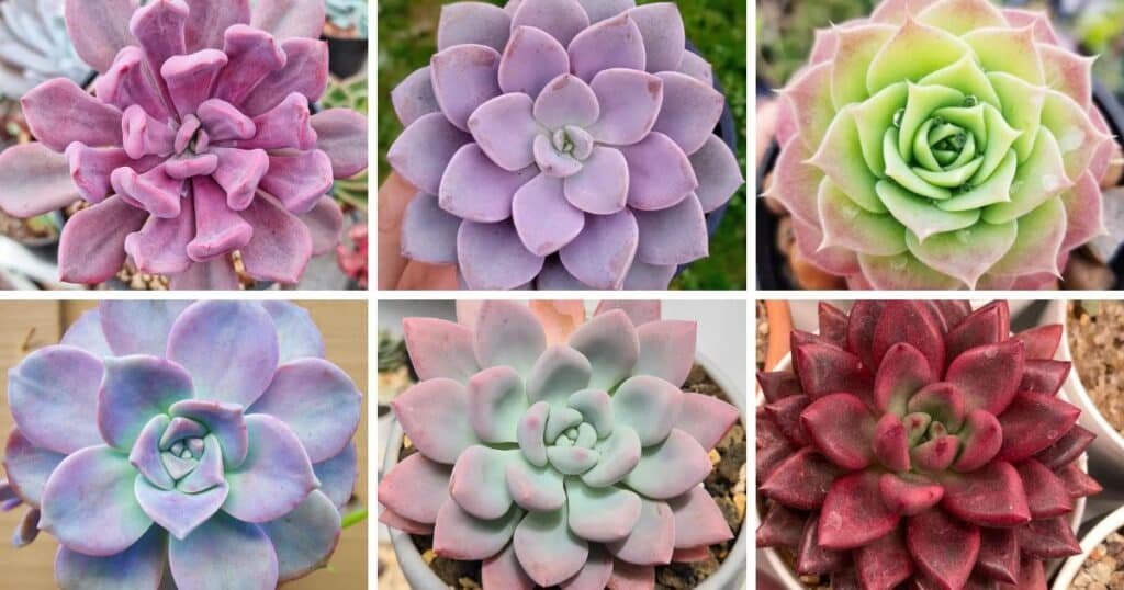 30 Types Of Popular Graptoveria Succulent Pictorial Guide