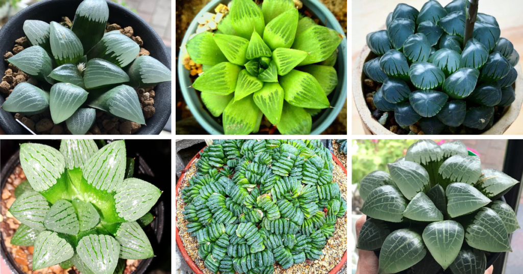 30 Types Of Popular Haworthia Pictorial Guide