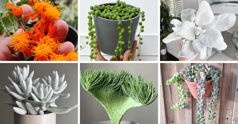 30 Types Of Popular Senecio Pictorial Guide