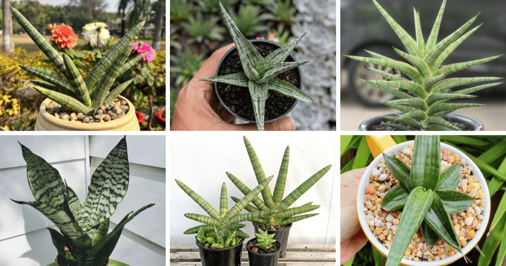30 Types Of Popular Sansevieria Pictorial Guide