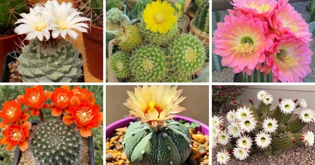 30 Types Of Popular Cactus Pictorial Guide
