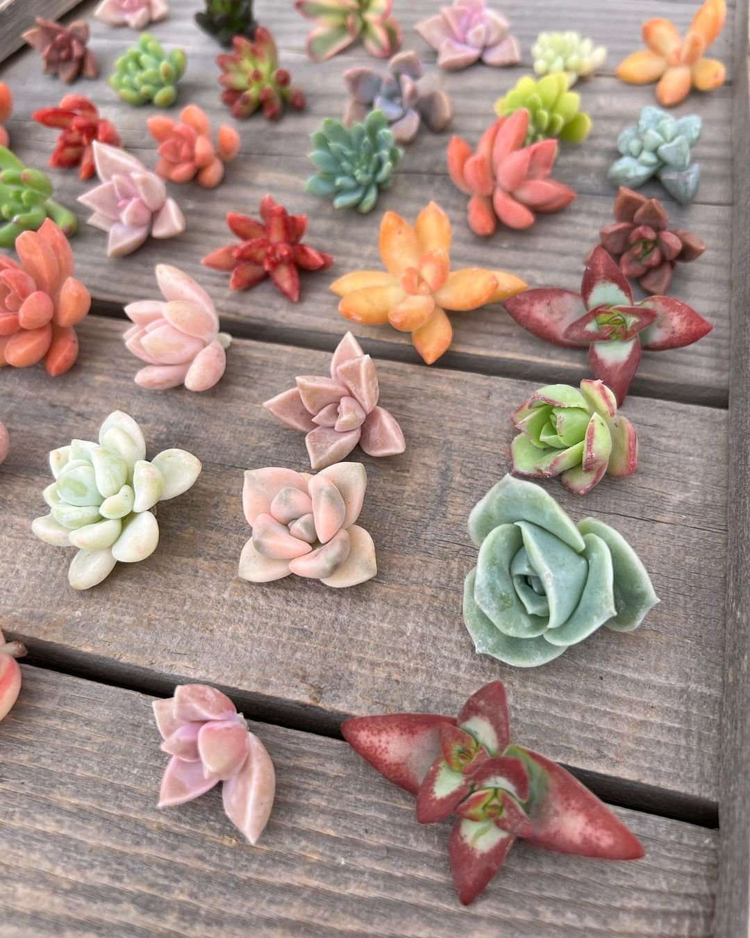 How To Grow Colorful Succulents: Tips and Tricks For A Vibrant Collection