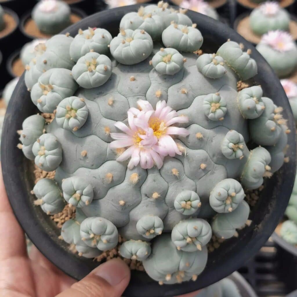 6 Types Of Lophophora Pictorial Guide