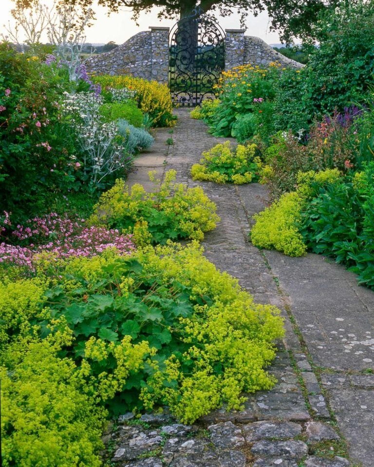 30 Types Of Alchemilla Pictorial Guide