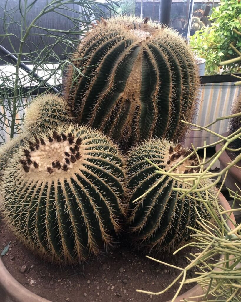 19 Types Of Popular Echinocactus Pictorial Guide