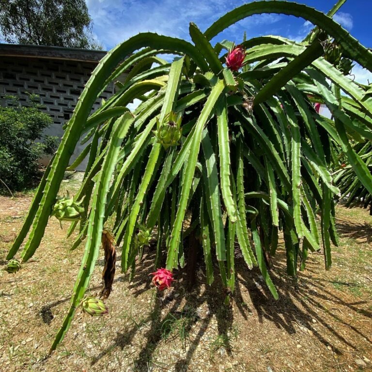 14 Types Of Popular Hylocereus Pictorial Guide