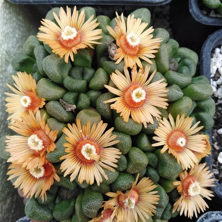 16 Types Of Aloinopsis Pictorial Guide