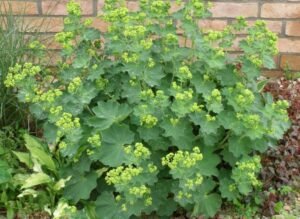 30 Types Of Alchemilla Pictorial Guide