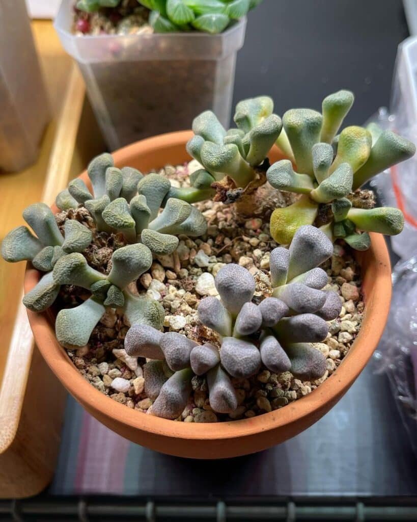 16 Types Of Aloinopsis Pictorial Guide