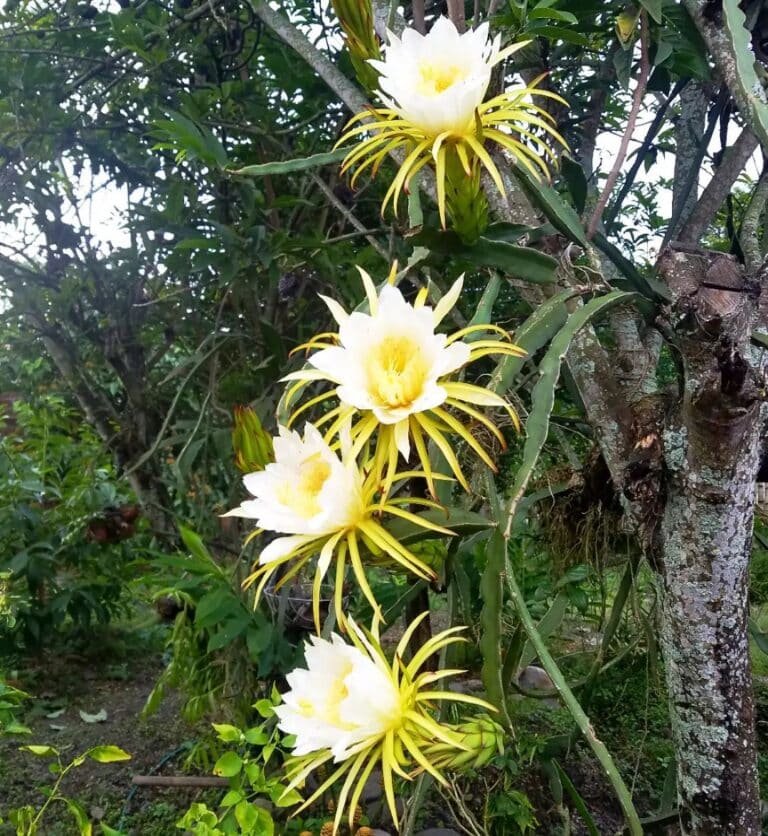 14 Types Of Popular Hylocereus Pictorial Guide