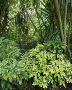 16 Types Of Aucuba Pictorial Guide