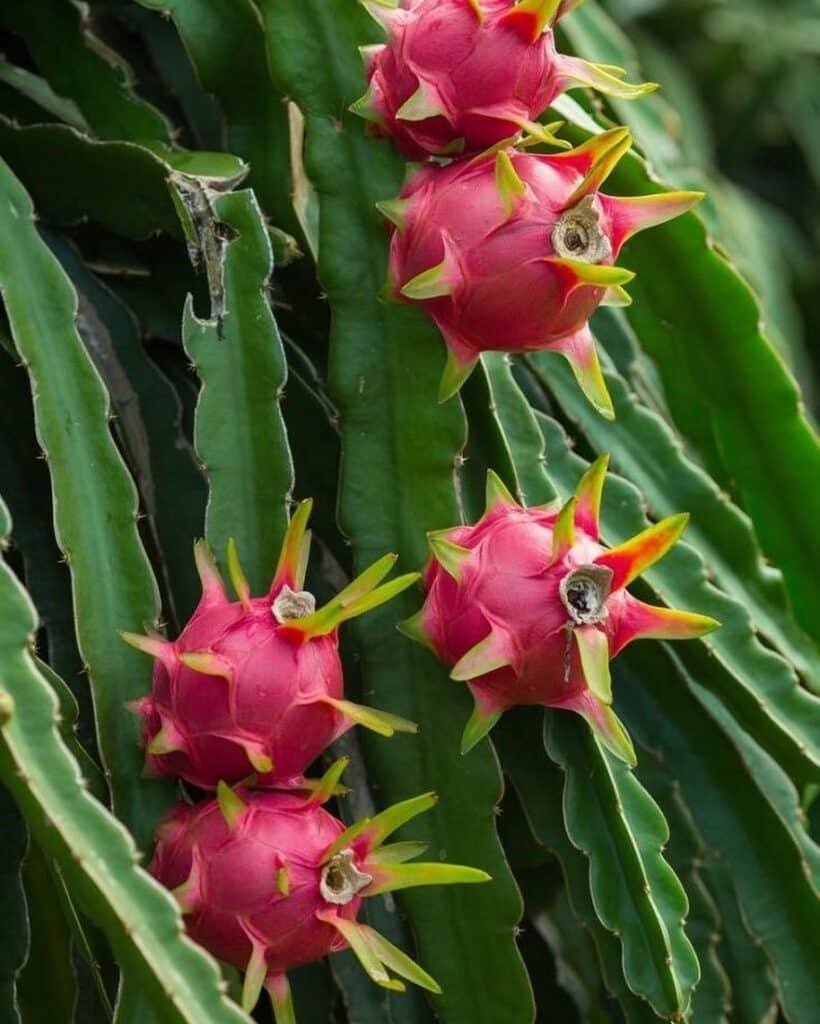 14 Types Of Popular Hylocereus Pictorial Guide