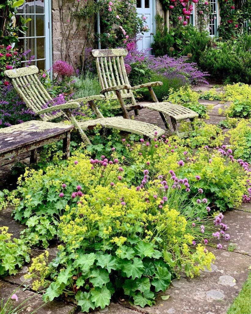 30 Types Of Alchemilla Pictorial Guide