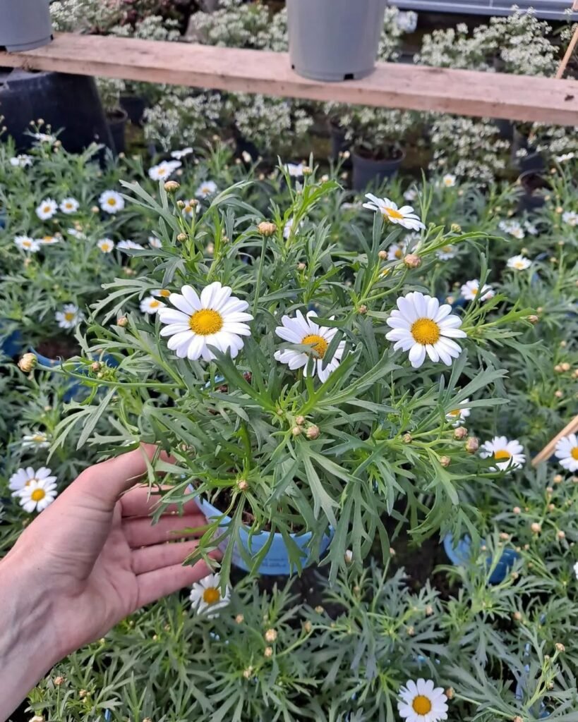 17 Types Of Popular Argyranthemum Pictorial Guide