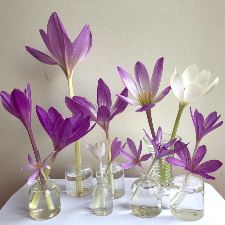 20 Types Of Popular Colchicum Pictorial Guide
