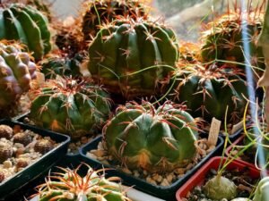 17 Types Of Popular Discocactus Pictorial Guide