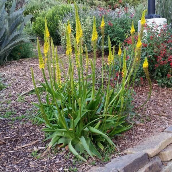 20 Types Of Popular Bulbine Pictorial Guide