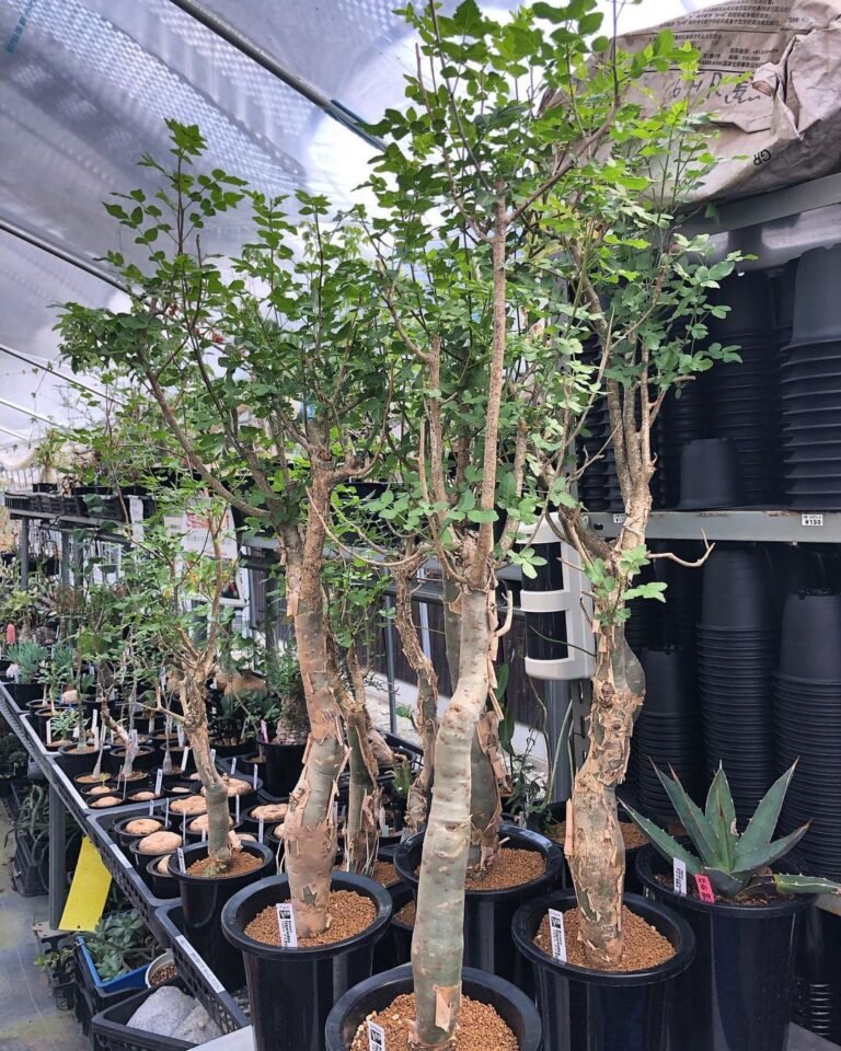 22 Types Of Popular Bursera Pictorial Guide