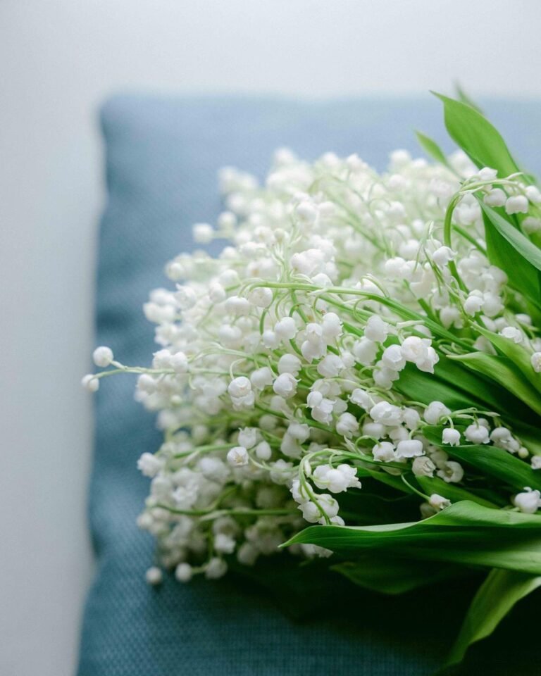 4 Types Of Convallaria Pictorial Guide