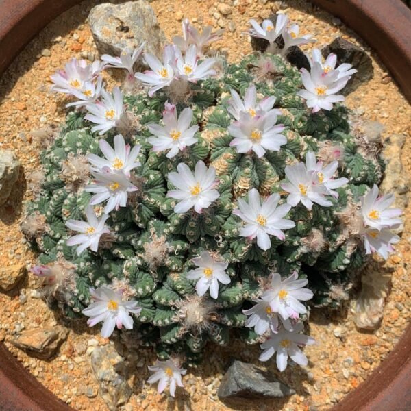 3 Types Of Aztekium Pictorial Guide