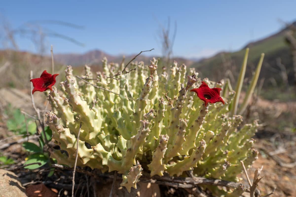 27 Types Of Popular Caralluma Pictorial Guide