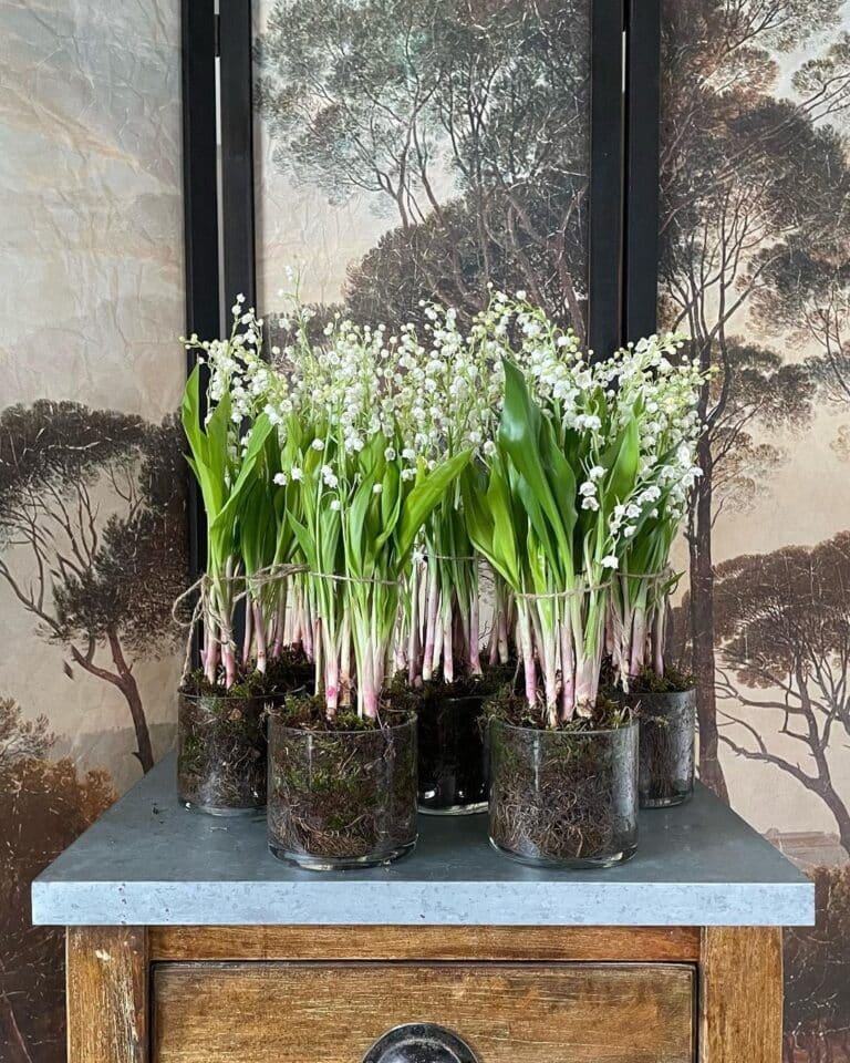 4 Types Of Convallaria Pictorial Guide