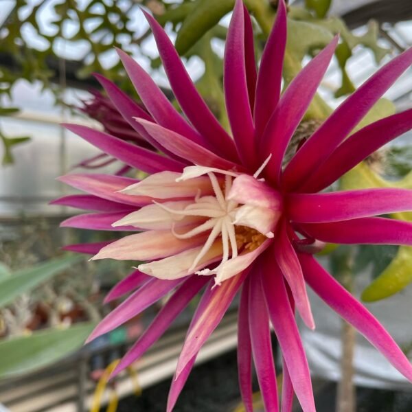 Cryptocereus Pictorial Guide