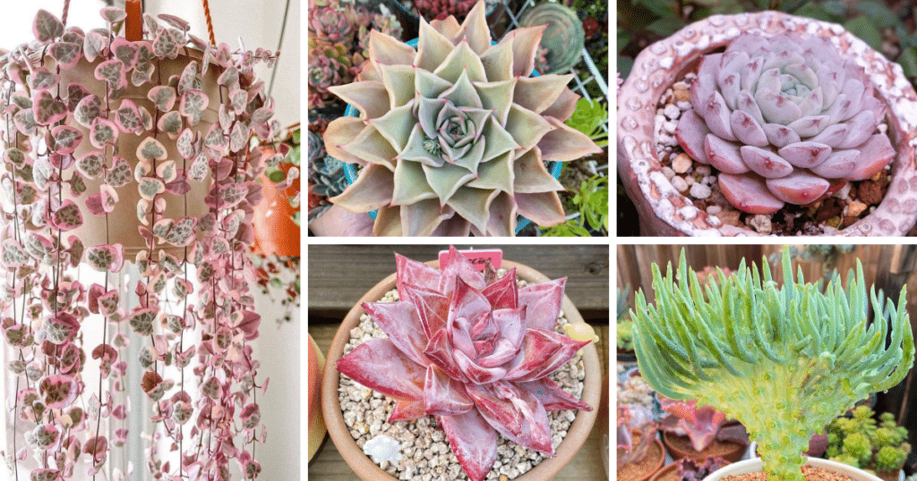 10 Surprising Benefits Of Keeping Succulents In Your Home
